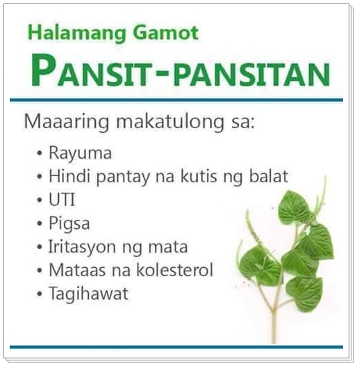 Halamang Gamot: Halamang Gamot: Pasit-pansitan