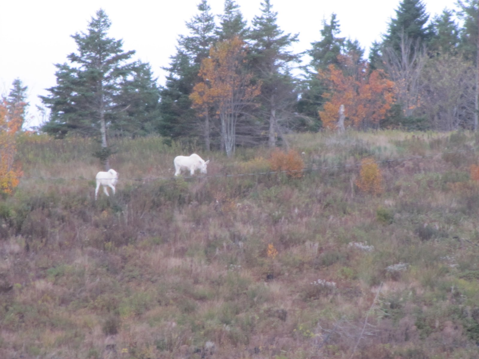 The Margaree Trail: The secrets of Cape Breton