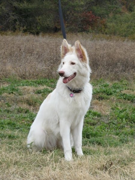 Sparta ISSA Shiloh Shepherds