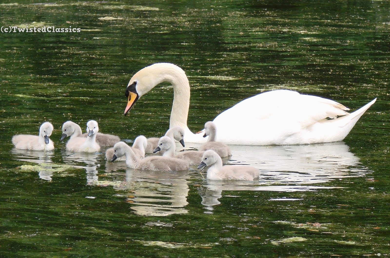 Birds and wildlife: Nine cygnets in Battersea