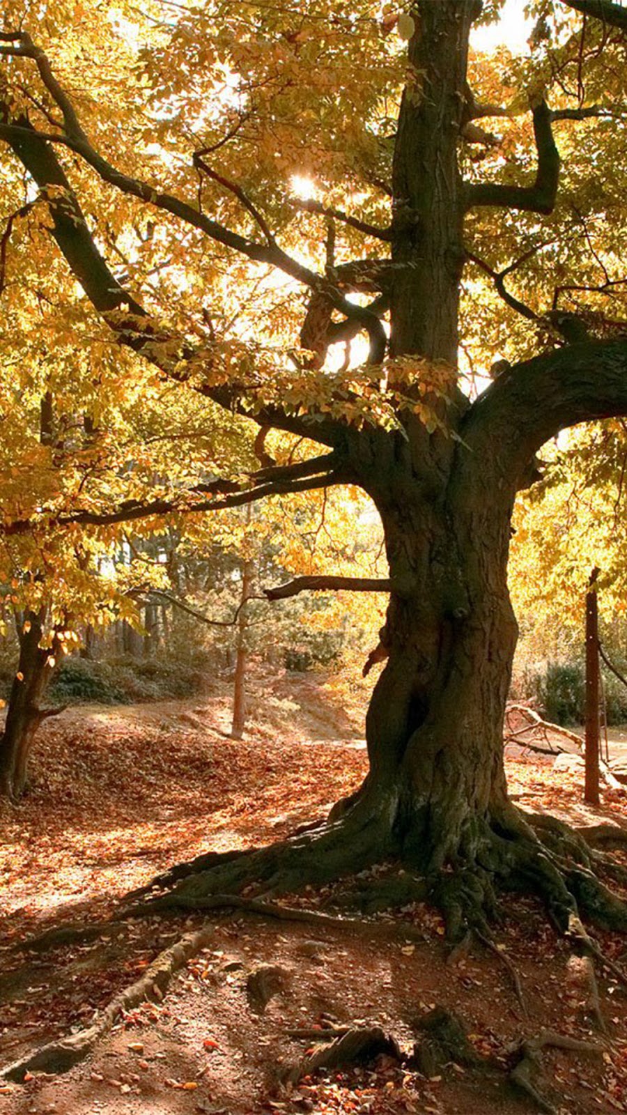 Fondo android pack 188