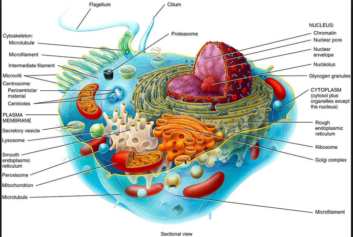 Kennedy Clan Science: Inside the cell