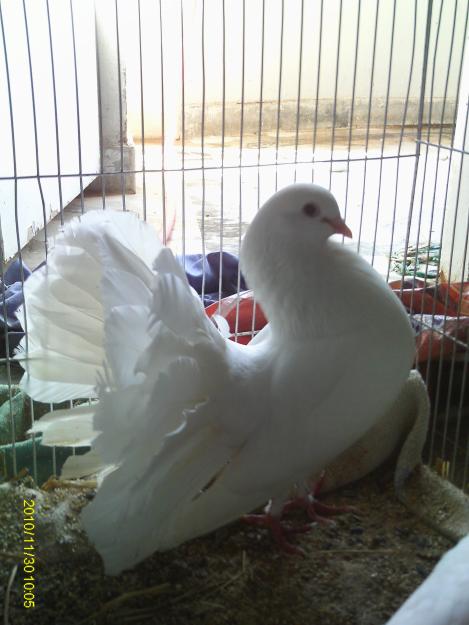 Pairs of Pure White Fancy Pigeons for sale