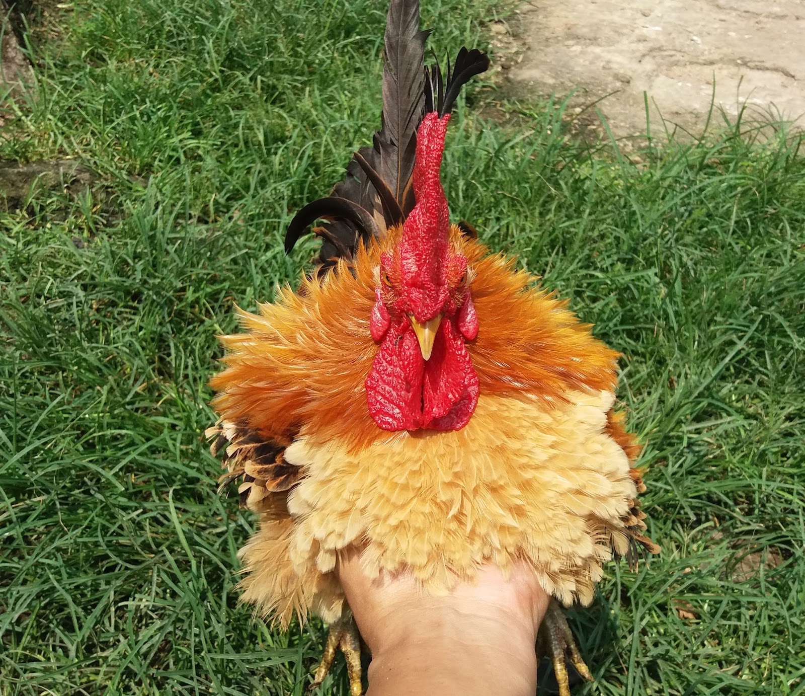 Angon Kate: GALERI AYAM KATE WALIK DI ANGON KATE