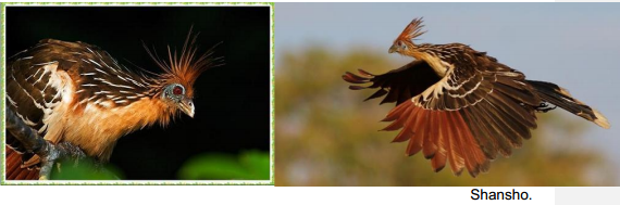 Tala Ilegal en Ucayali