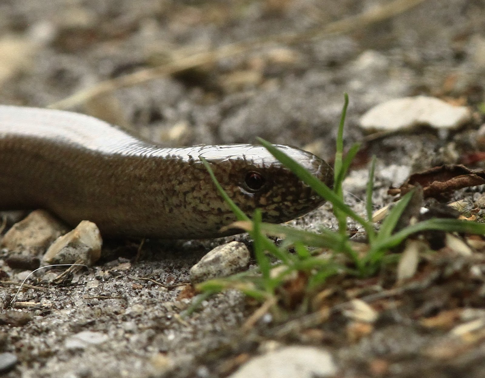 The Breckland Birder: Kelling Heath and Kelling Quags, Norfolk (with ...