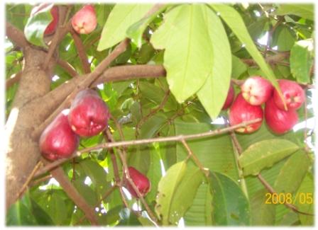 Segantang Lada: Jambu Bol