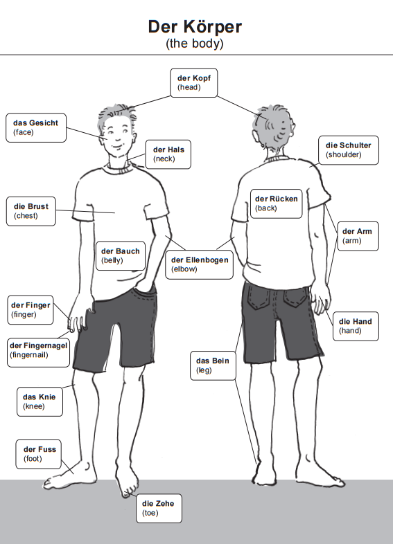 DER KÖRPER ( the body) ~ Deutsch lernen