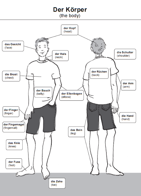 DER KÖRPER ( the body) ~ Deutsch lernen