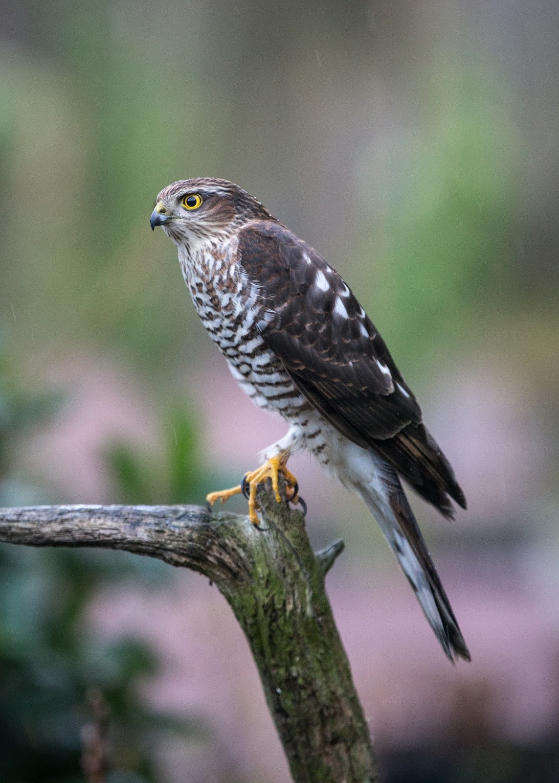 TrogTrogBlog: Sparrowhawk profile