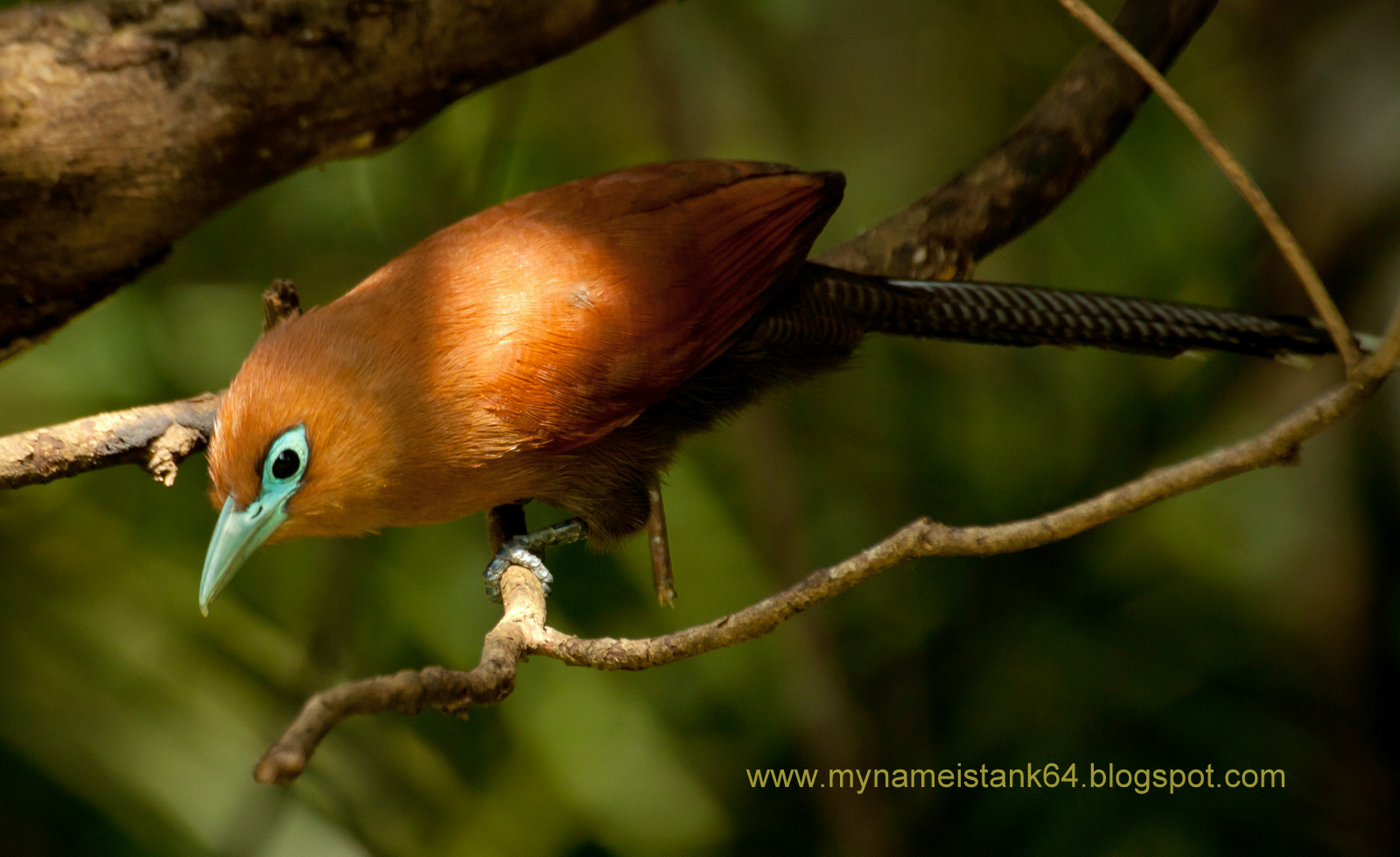 Birds of Malaysia @ mynameistank64: Raffles's Malkoha (Rhinortha ...