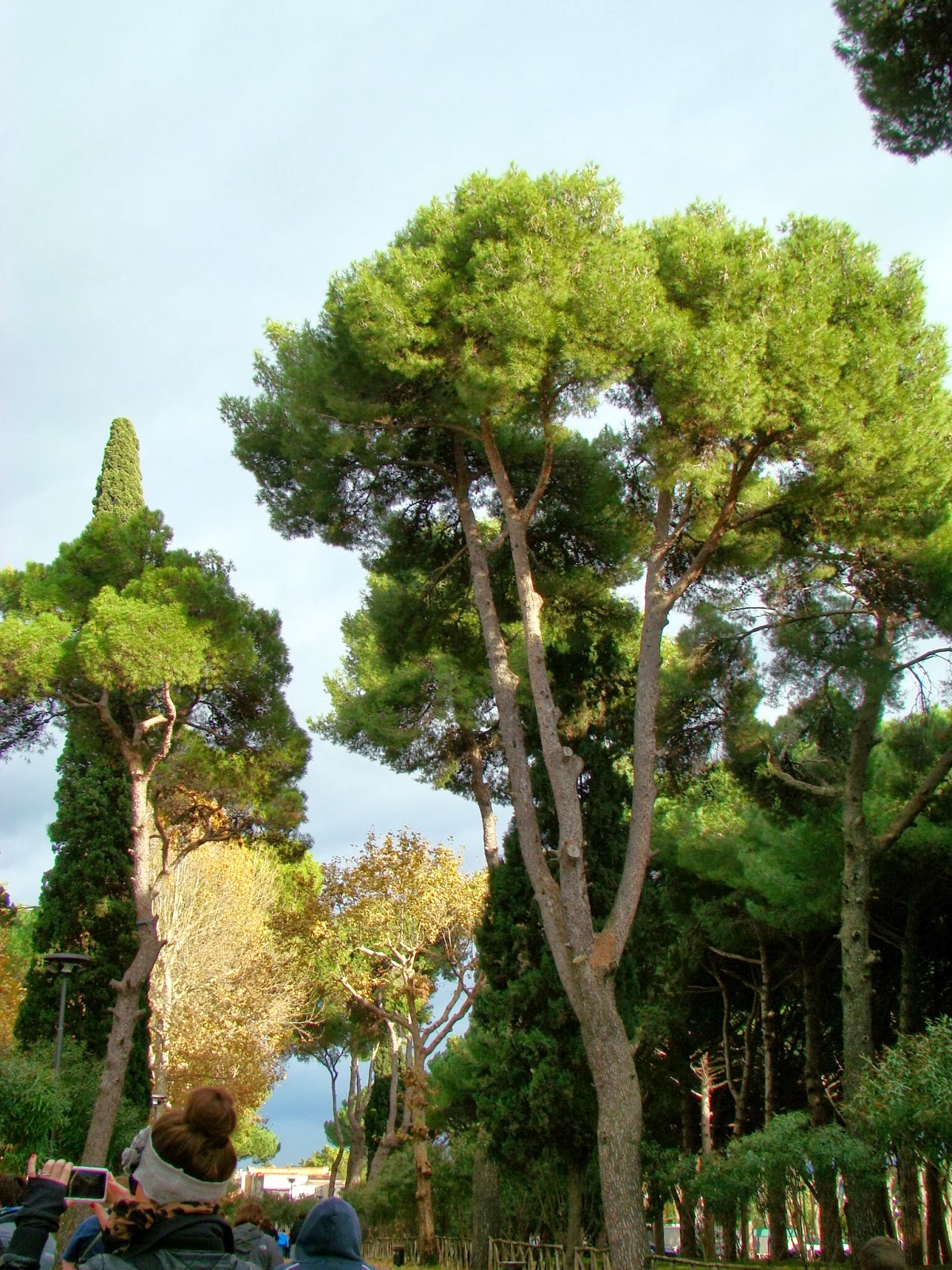 Italy Trees