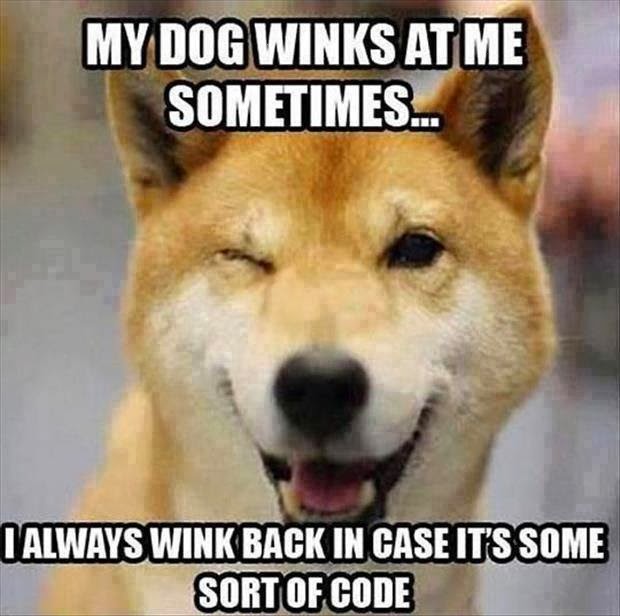 My dog winks at me sometimes, i always wink back in case it's some sort ...