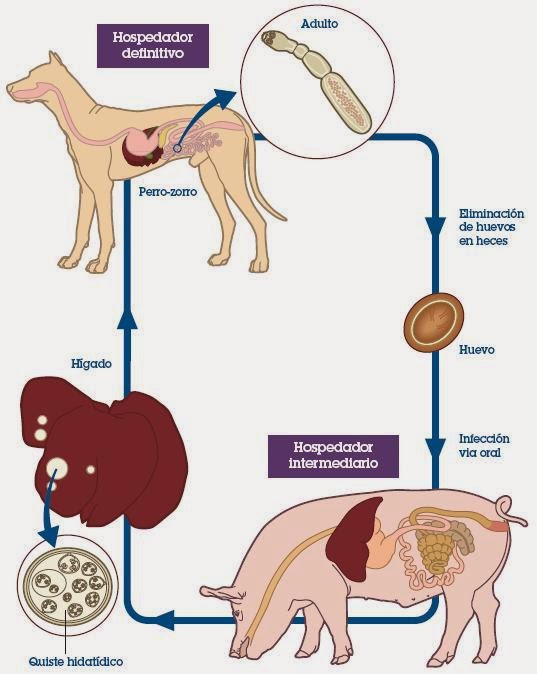 Ricardo Amoros Aguirre : Tarea 2 Hospedador paraténico y tarjeta