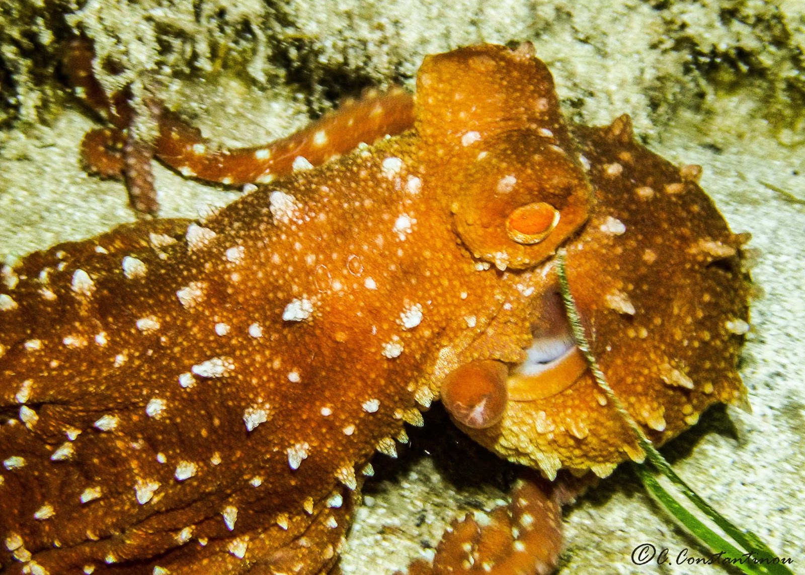 Biodiversity of Cyprus by NGO Protection of the Natural Heritage and ...