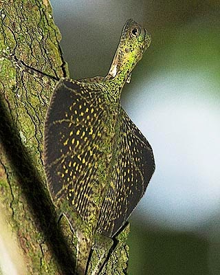 DRAGÕES VOADORES, LAGARTOS COM ASAS (Draco sumatranus)