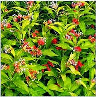 Medicinal Plants in India: Rauwolfia serpentina (Sarpgandha roots) sale ...