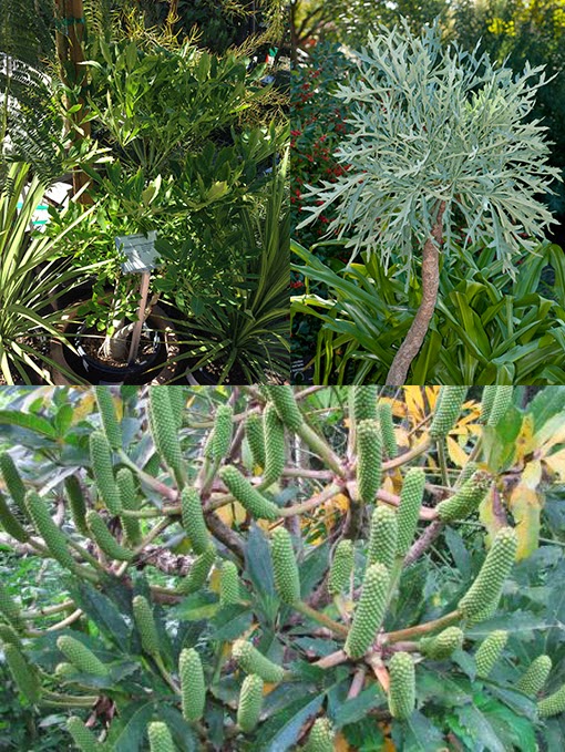 Plant This Now Berkeley: #4) Cussonia spicata