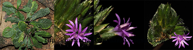 Biodiversity of Sri Lanka: ඇත් අඩි[Eth adi] (Elephantopus scaber)