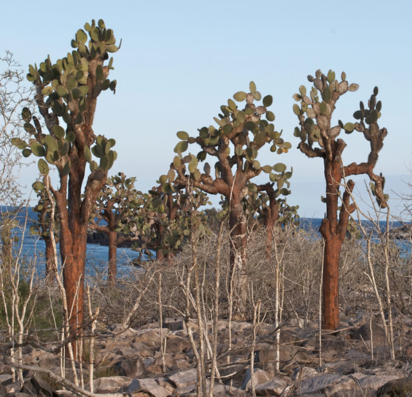 Plant Life: Adaptive Radiation