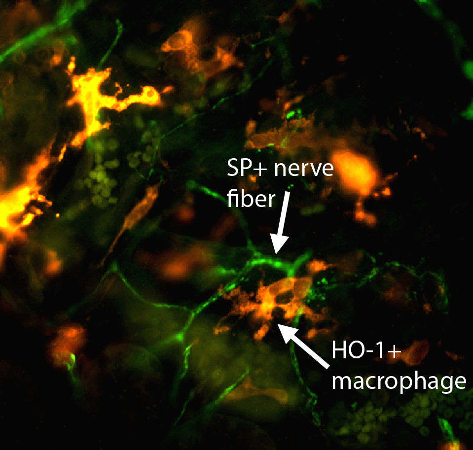 ra 9995 - philippin news collections