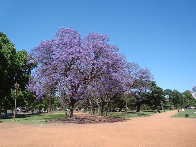 November in Buenos Aires, Jacaranda trees in bloom | My Buenos Aires ...