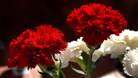 Planeta 3: El Clavel