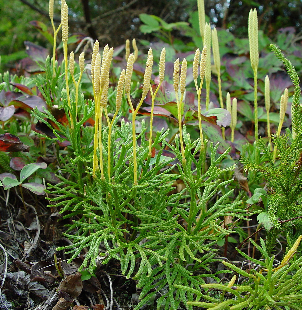 Botaniczna Galaktyka: Widłaki - Lycopodium (Lycopodiaceae) w ...