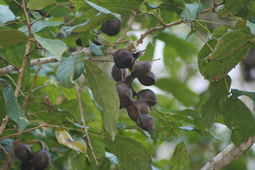 Tanaman Obat - Tanaman Berkhasiat - Ramuan Tradisional: Khasiat Jengkol