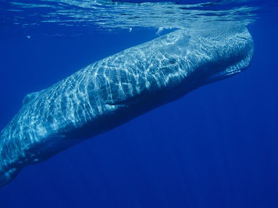 Sperm Whale | The Life of Animals