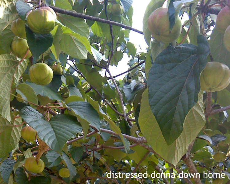 Distressed Donna Down Home: Tung Oil Trees