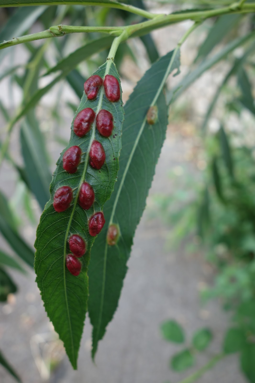 Filnore Woods Blog: Willow blister galls