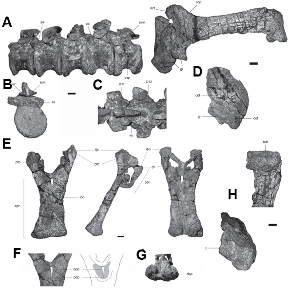 Mens sana, in Coloradisaurus sano | Dinosaurios (El Cuaderno de Godzillin)