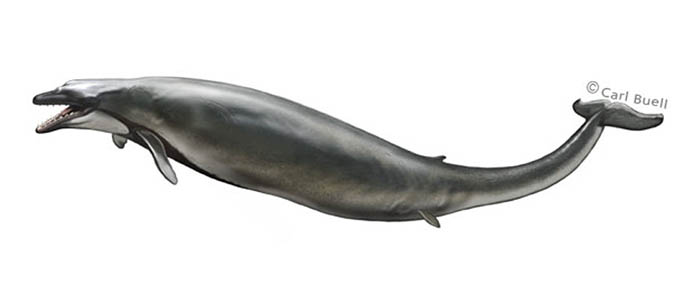 Mundo Pré-Histórico: Basilossauro, o mamífero com nome de réptil