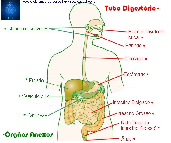 Sistemas do corpo humano: Sistema Digestório