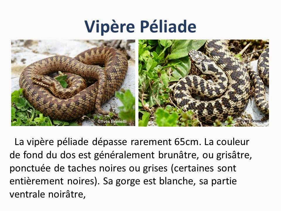 Faune Flore d'Ul: Reconnaître les serpents de France