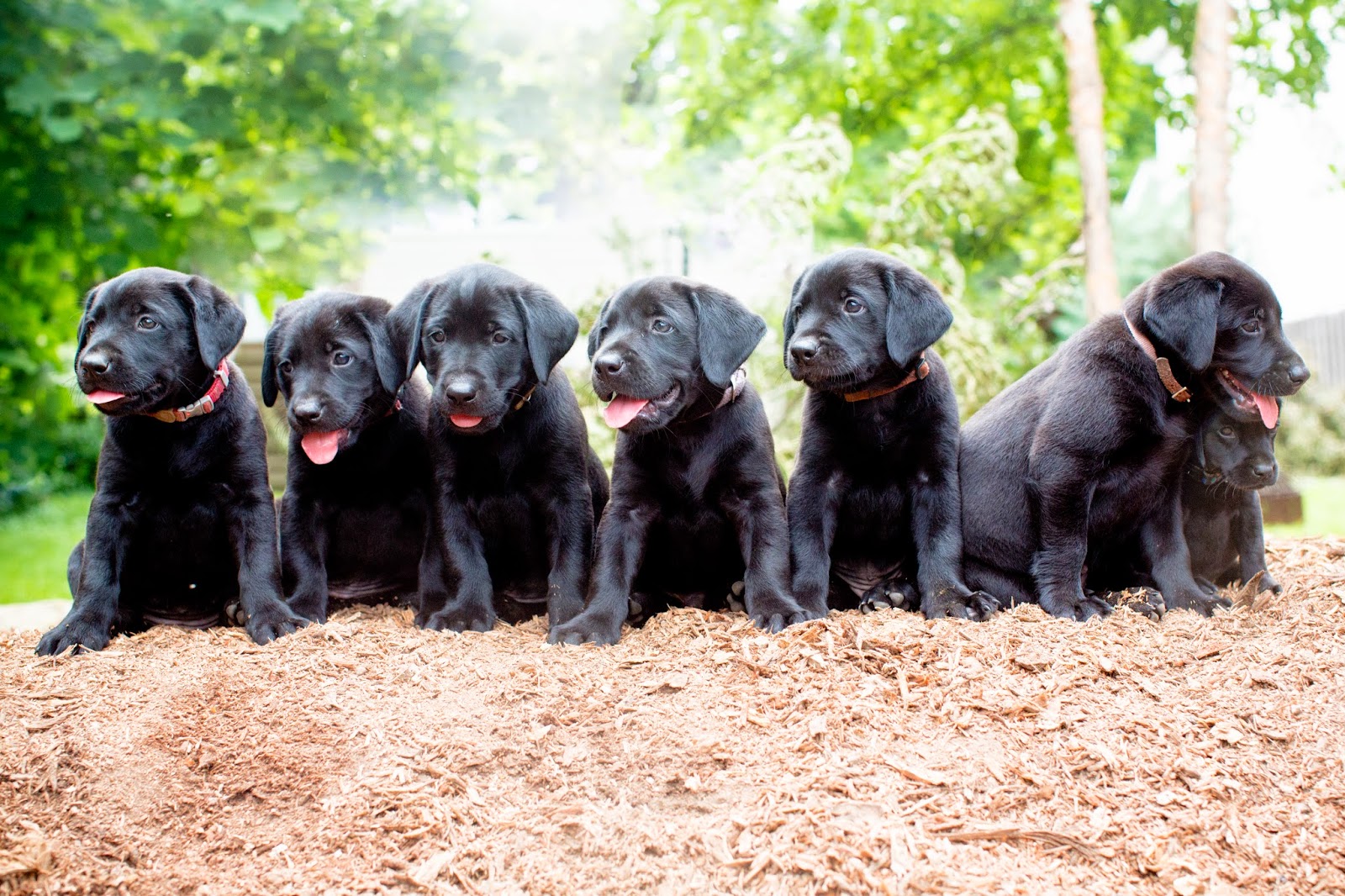 Gallery | UKLabradors.com