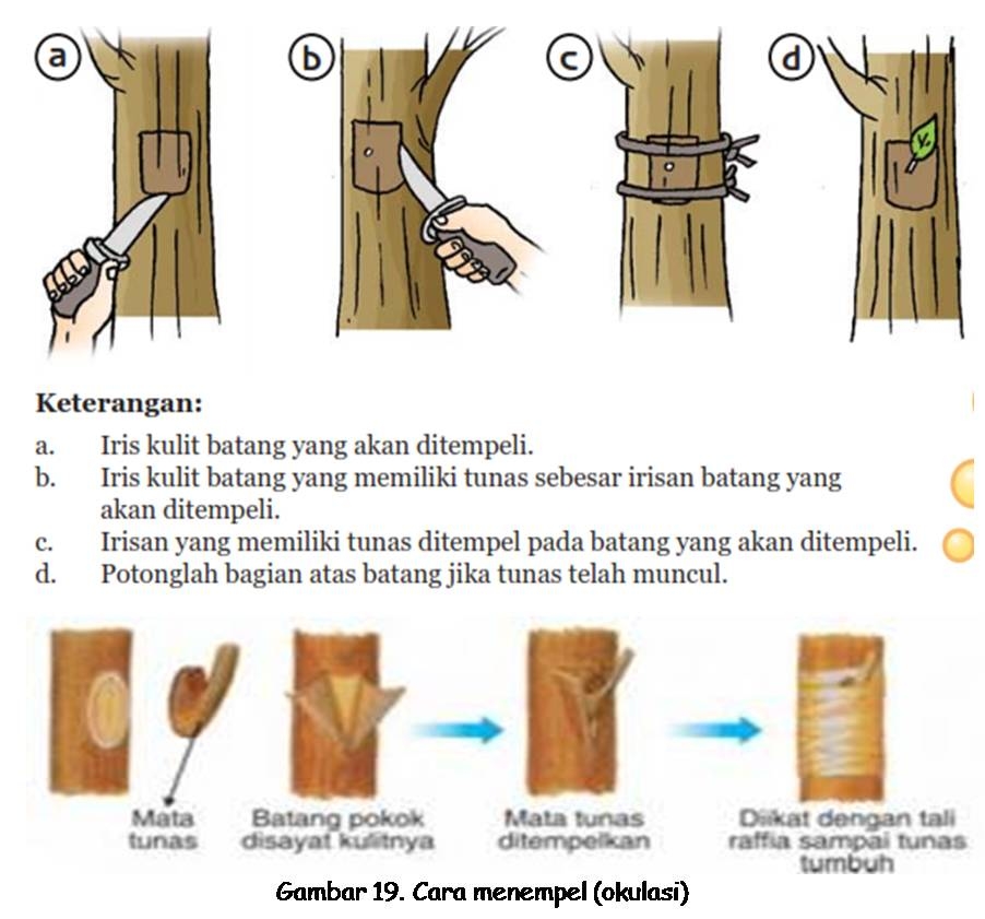 biologi edutainment: BAB II PERKEMBANGBIAKAN MAKHLUK HIDUP