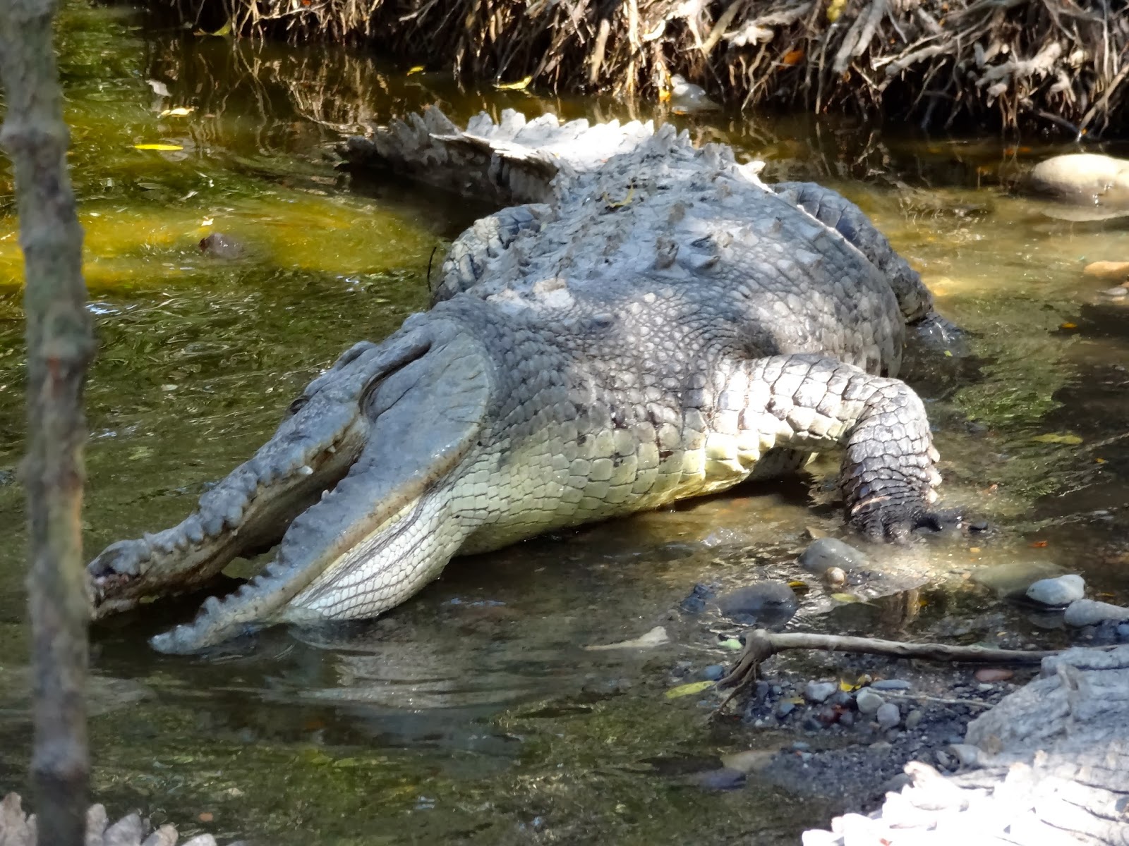 Bucerias Mexico 2014: Mon. Feb. 10 - From Art to Crocs