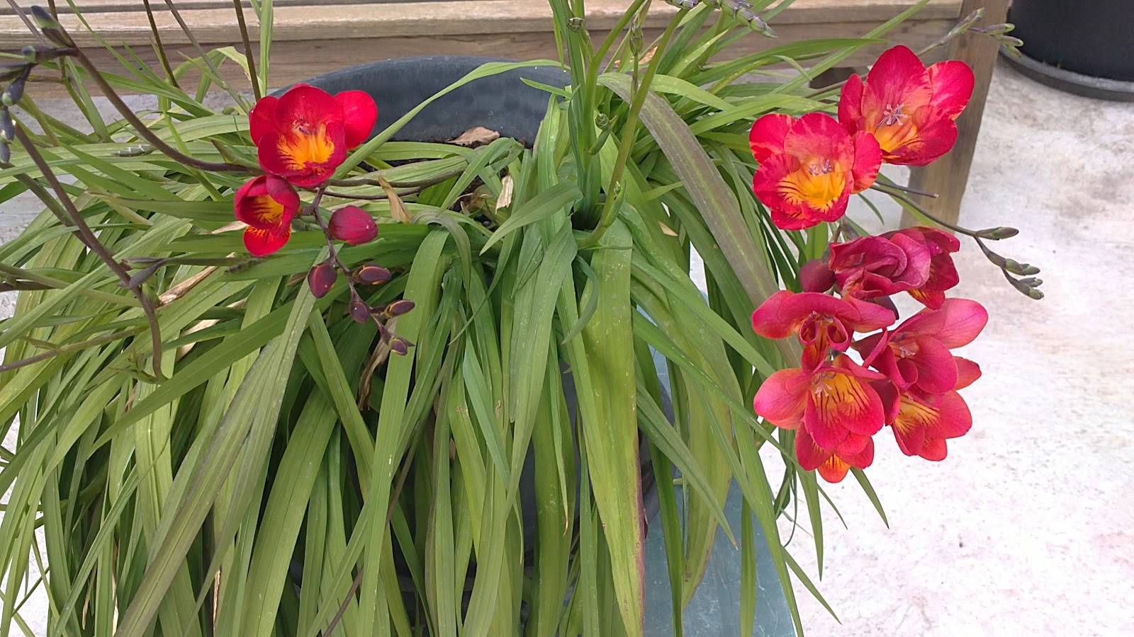 In A Costa Tropical Garden: Freesias........