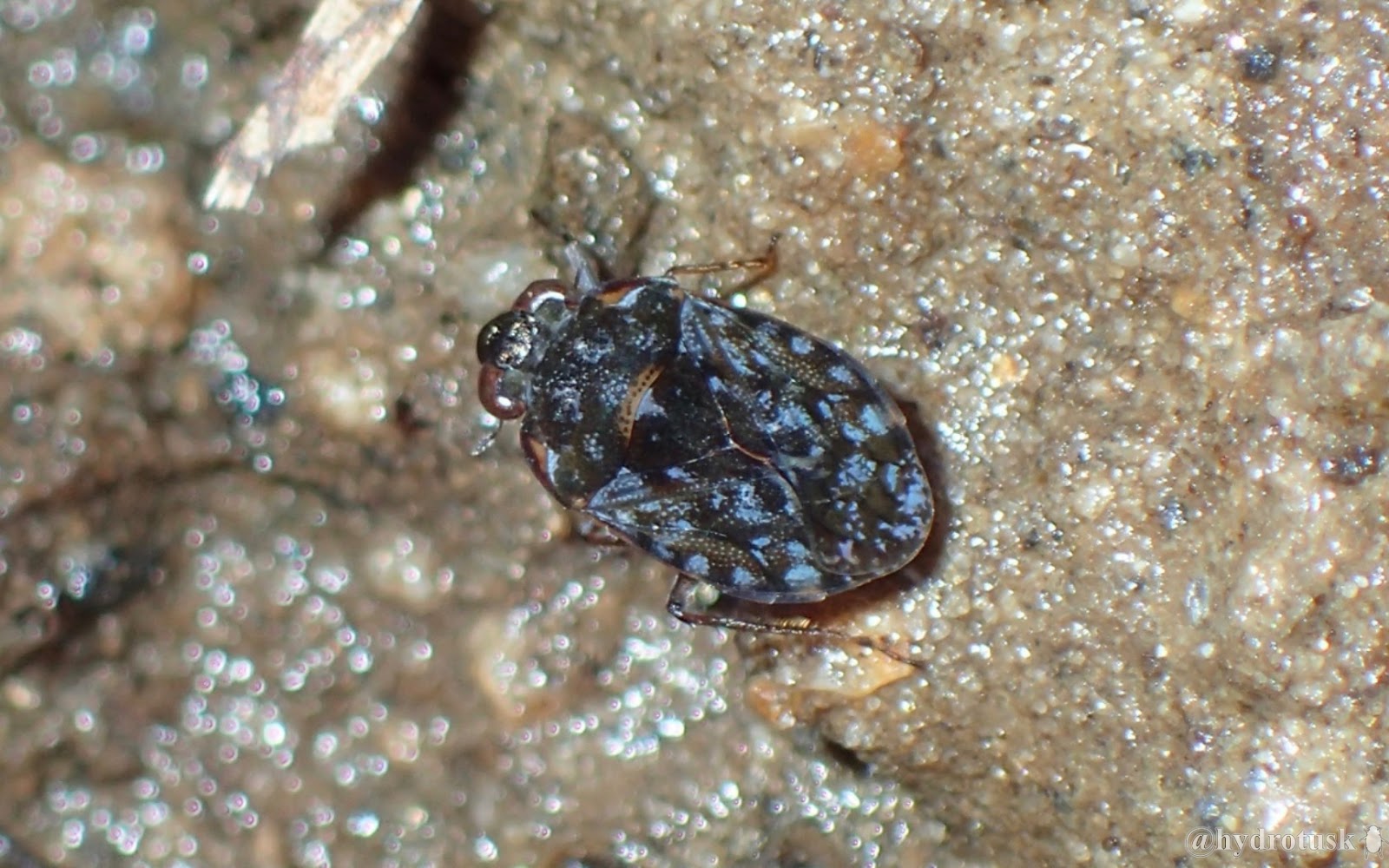 しみじみ牙蟲: メミズムシ科 Ochteridae