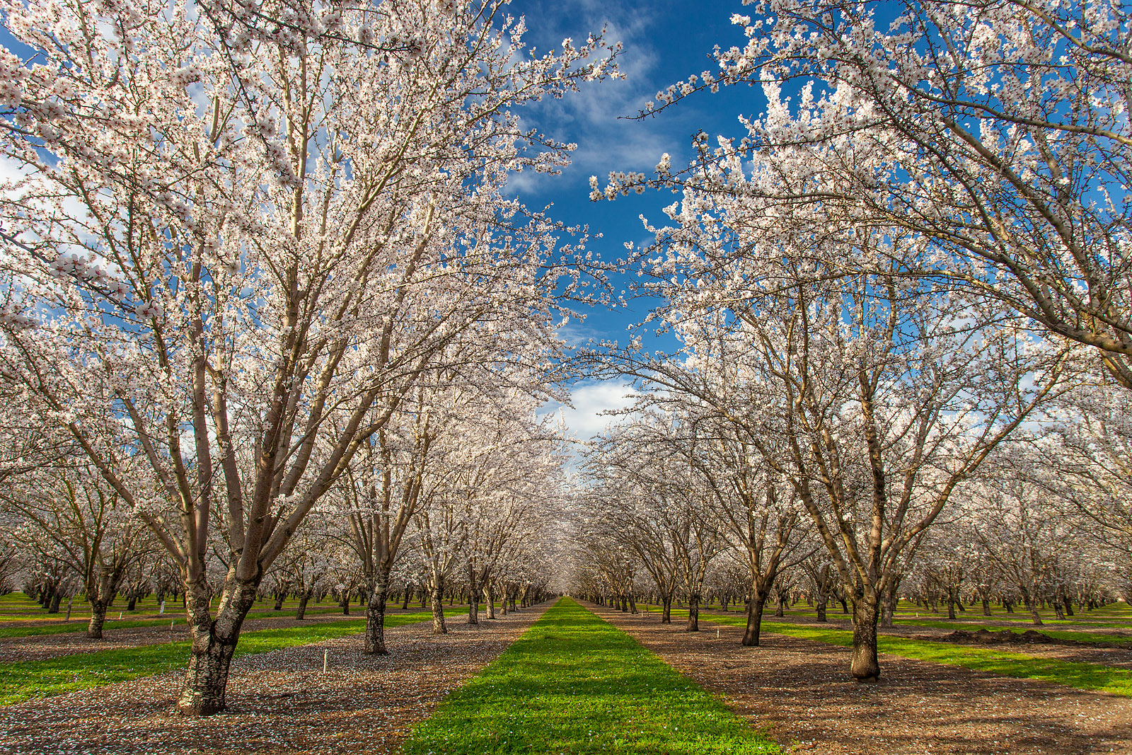 Anthony Dunn Photography: Almond Bloom in Full Bloom