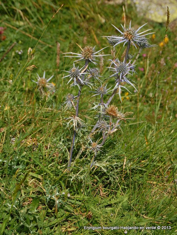 Hablando en verde: Cardo azul (Eryngium bourgatii)
