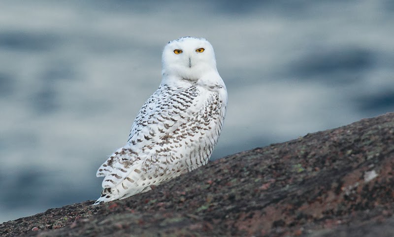 The Bruce Mactavish Newfoundland Birding Blog: Weekend Forecast - A ...
