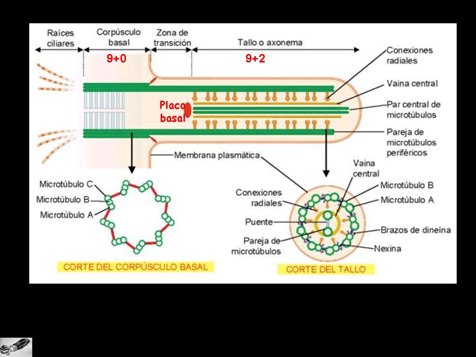 ...y la vida evolucionó: Citoesqueleto: microtúbulos-9/15