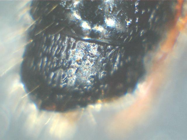O MUNDO DOS INSETOS: FORMIGA VISTA NO MICROSCOPIO