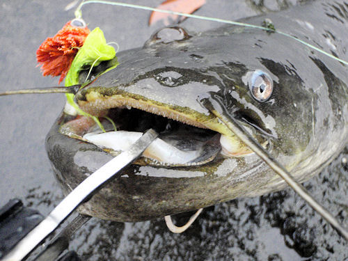 LOW FLY: Japanese Catfish on the Fly.