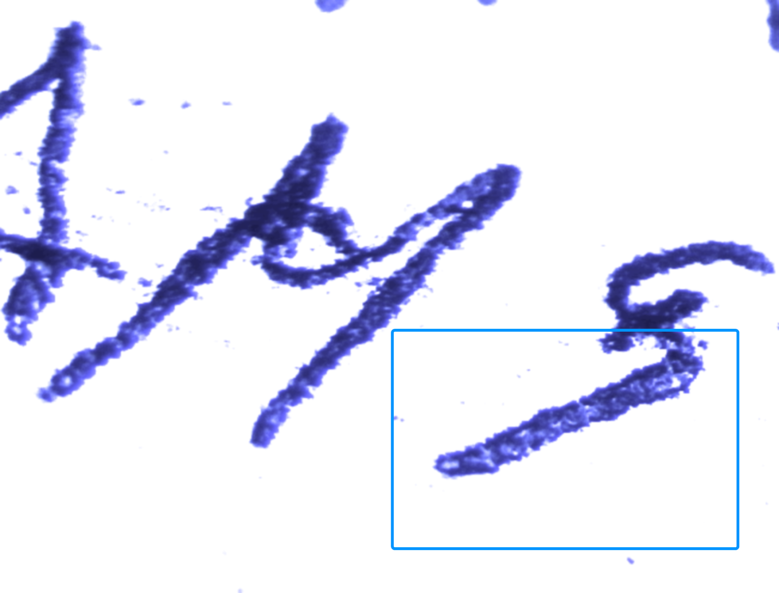 Somerton Man: The Code Page, Ultra Violet View ~ ....CARL/CHARLES WEBB ...