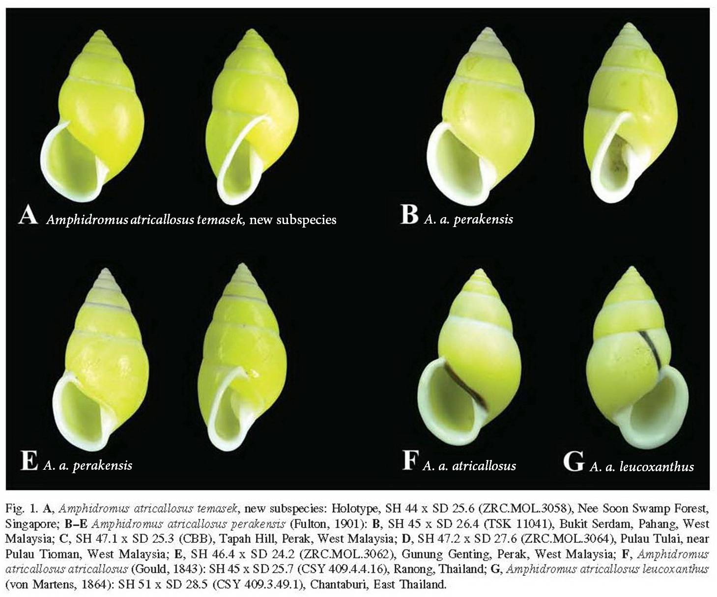 Species New to Science: [Invertebrate • 2011] Amphidromus atricallosus ...