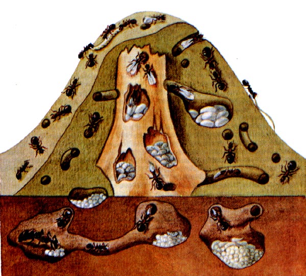 Filosofi Semut (1); "Istana Megah" | DUNIA SADAH